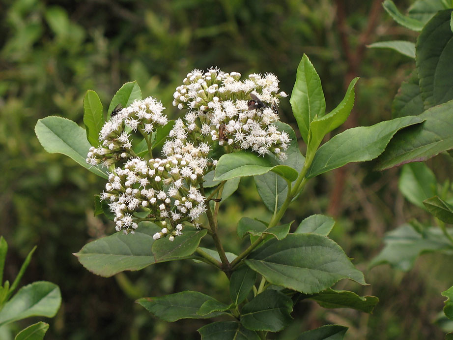 Amargoso (Ageratina tinifolia)