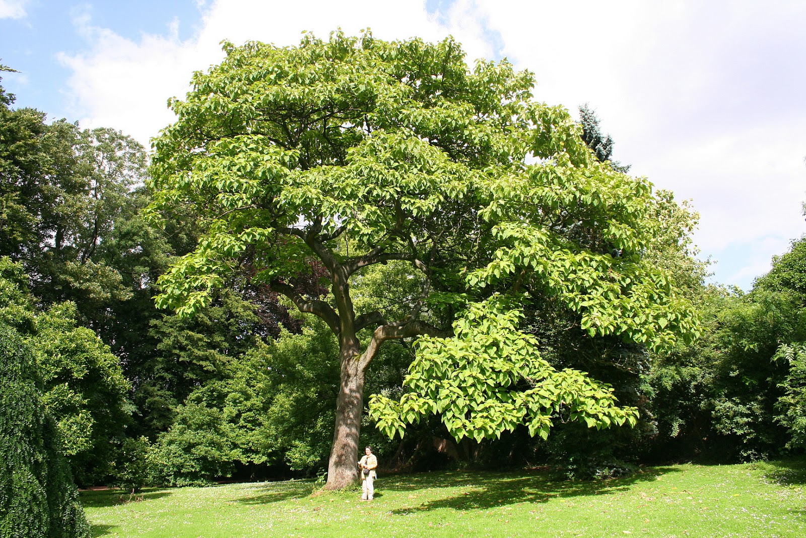 Árbol Caracolí