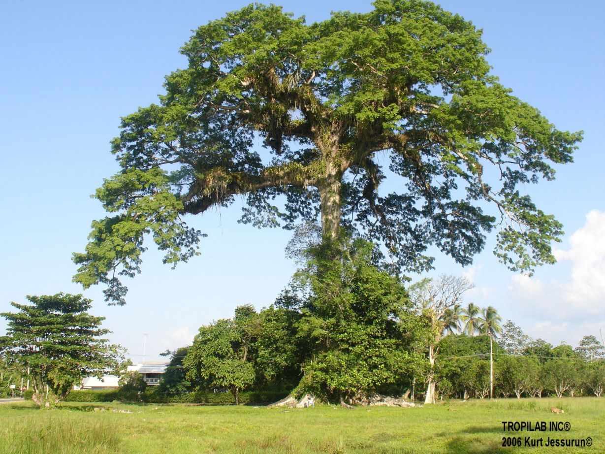 Ceiba