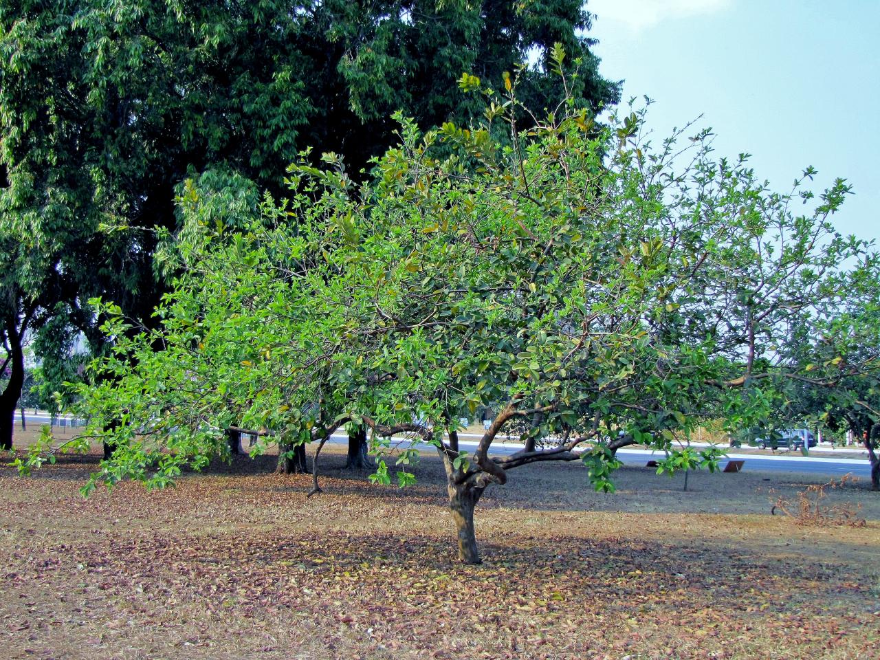 Guayabo (Psidium guajava)