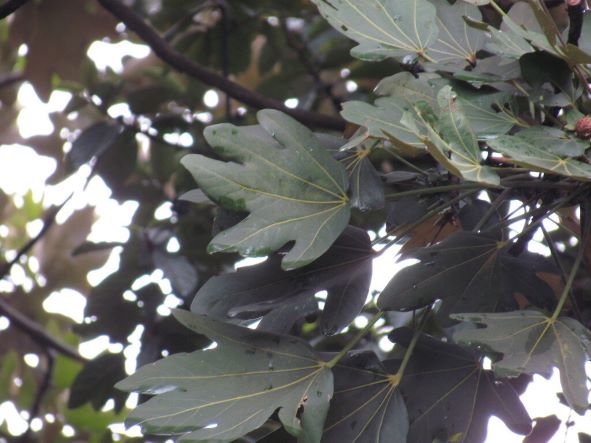 Mano de Oso (Oreopanax bogotensis)