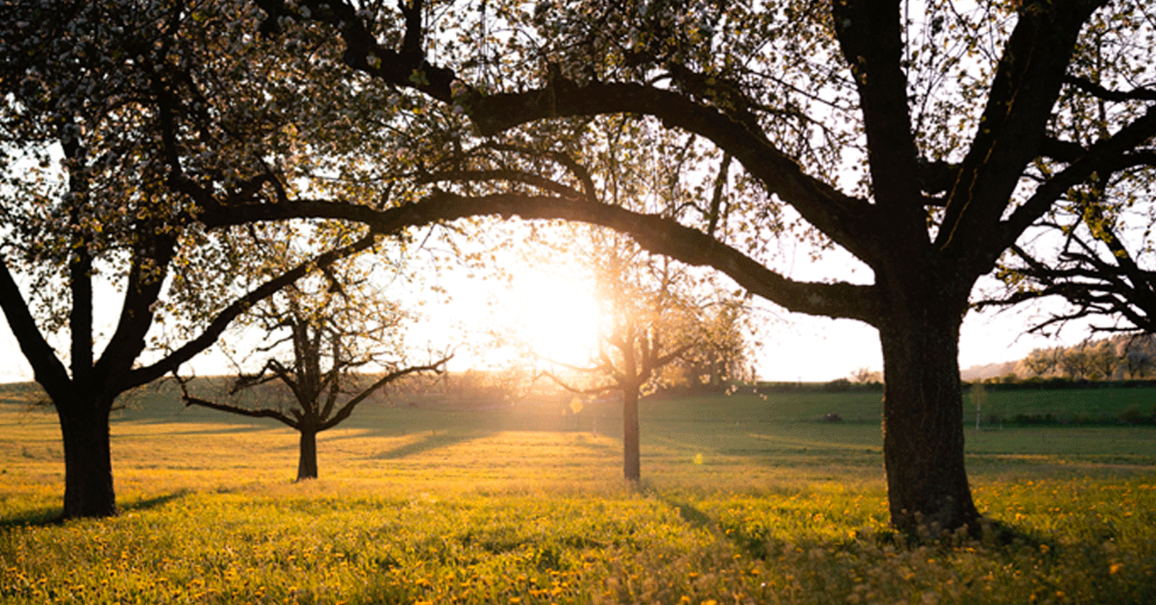 ¿Qué es un árbol nativo?