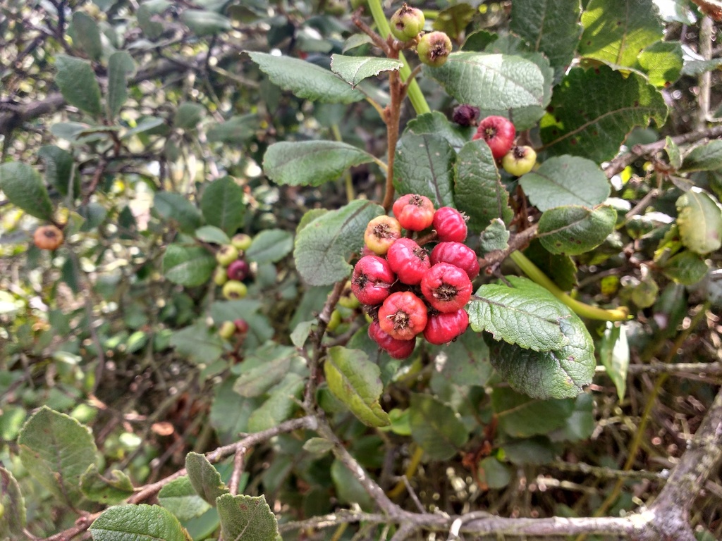 Mortiño (Hesperomeles goudotiana)