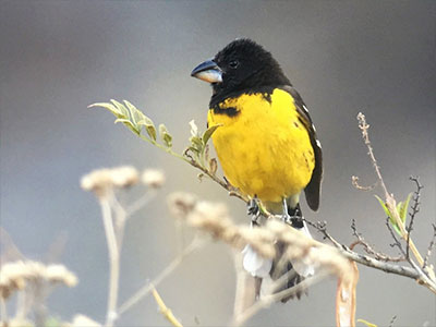 Quiebrabarrigo (Trichantera gigantea)