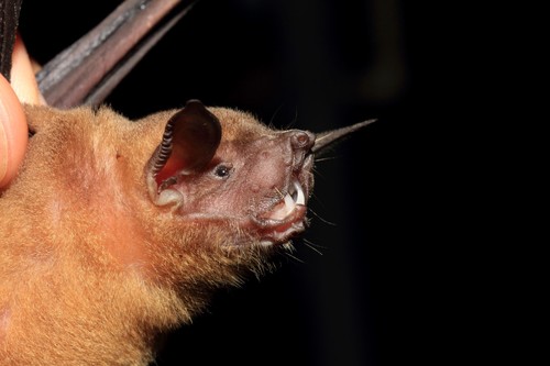 Caracolí (Anacardium excelsum)