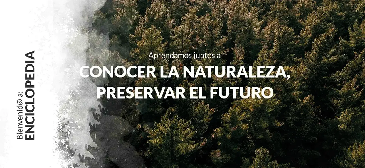 Búcaro (Erythrina fusca)