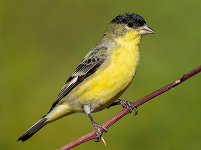 Quiebrabarrigo (Trichantera gigantea)