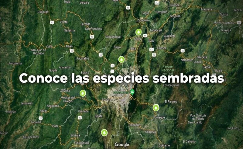 Aliso (Alnus acuminata)