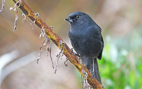 Mortiño (Hesperomeles goudotiana)
