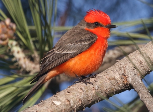 Roble (Quercus humboldtii)