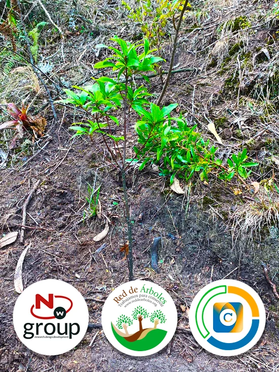 Inversiones Caloc S.A.S