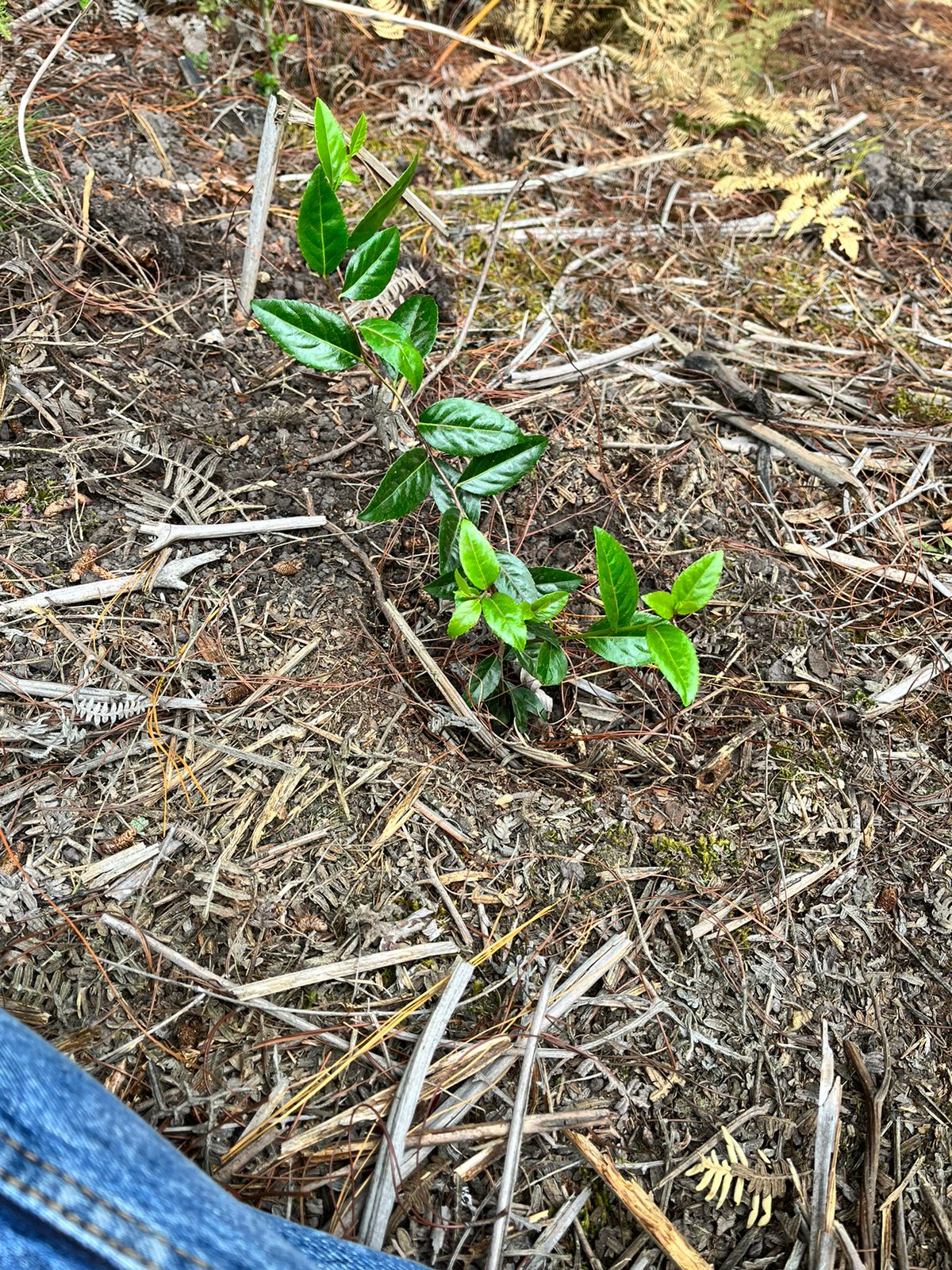 BALL SB COLOMBIA - COTA, CUNDINAMARCA