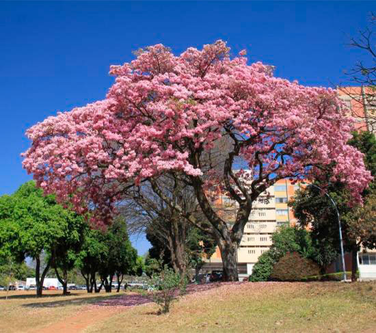 Árbol Guayacán Rosado