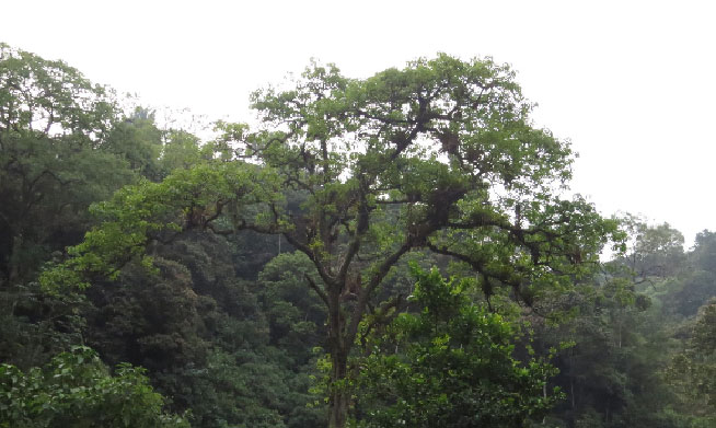 Aguacatillo (Persea caerulea)