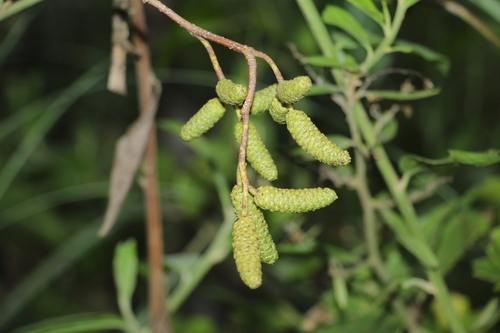 Aliso (Alnus acuminata)