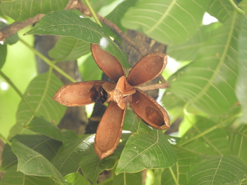 Cedro (Cedrela odorata)