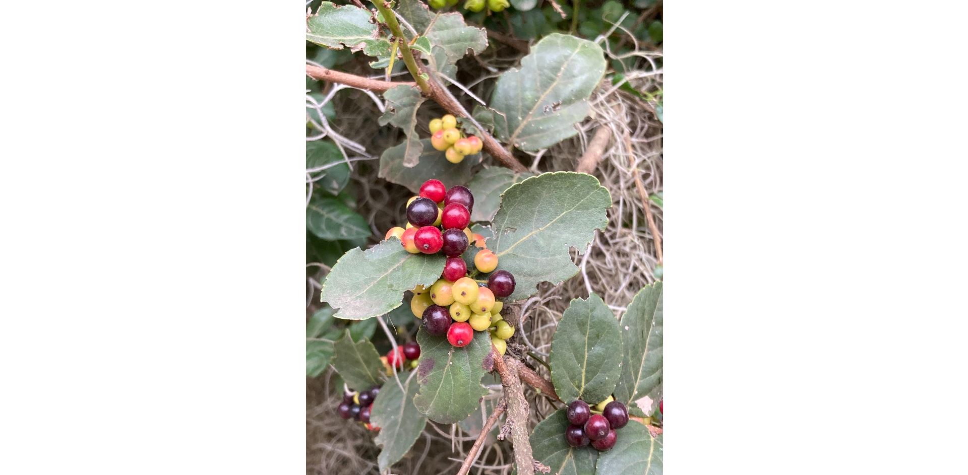 Corono (Xylosma spiculifera)