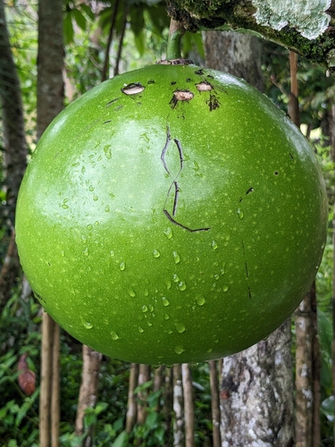 Totumo (Crescentia cujete)