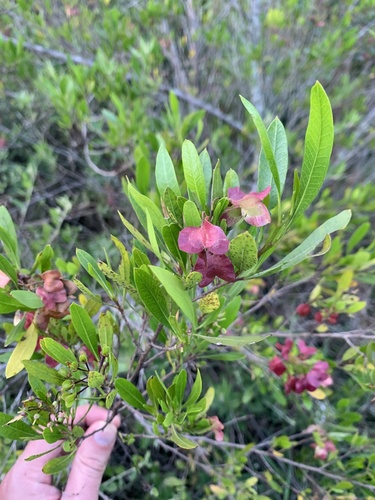 Hayuelo (Dodonaea viscosa)