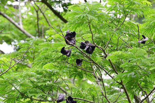 Carito (Enterolobium cyclocarpum)