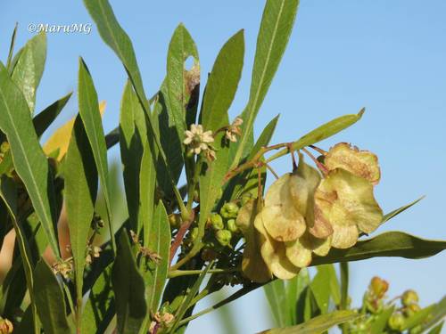 Hayuelo (Dodonaea viscosa)