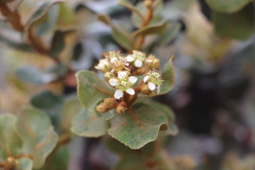 Mortiño (Hesperomeles goudotiana)