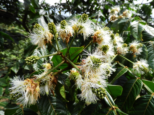 Guamo machete (Inga densiflora)