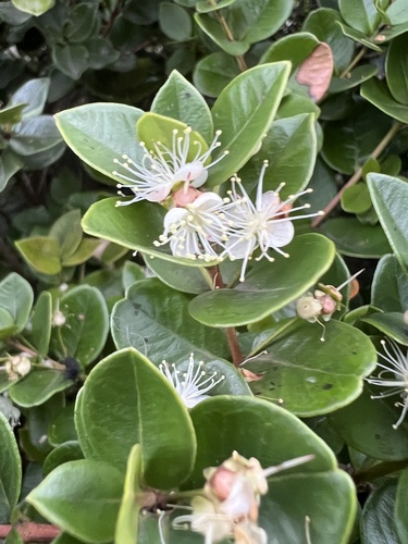 Arrayán blanco (Myrcianthes leucoxyla)