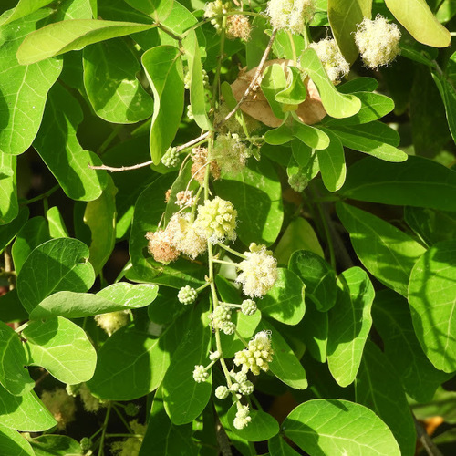 Chimango (Pithecellobium dulce)