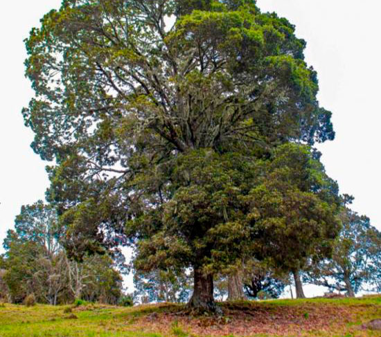 Roble (Quercus humboldtii)
