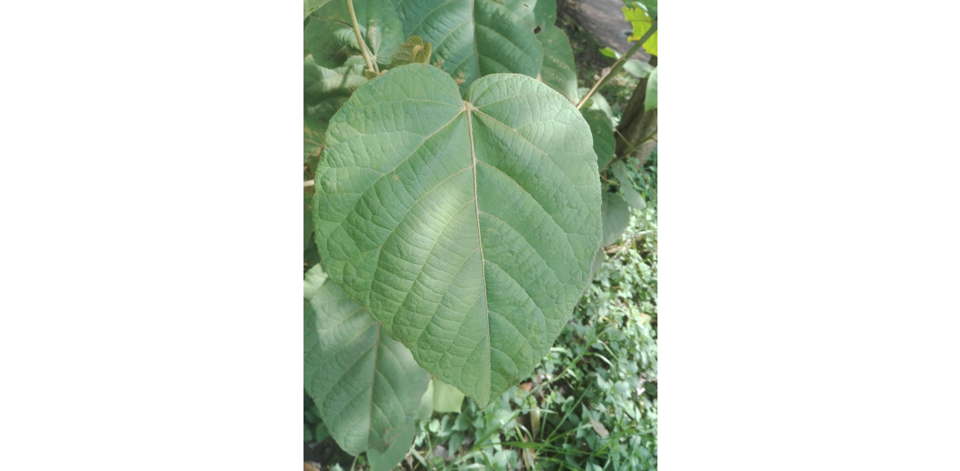 Sangregado (Croton coriaceus)