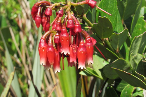 Uva Camarona (Macleania rupestris)