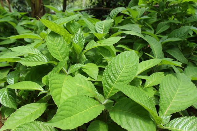 Quiebrabarrigo (Trichantera gigantea)