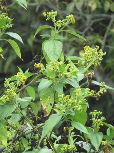 Arboloco (Smallanthus pyramidalis)