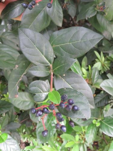 Garrocho (Viburnum tryphyllum)