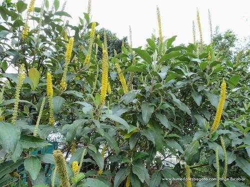 Duraznillo (Abatia parviflora)