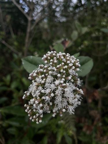 Amargoso (Ageratina tinifolia)