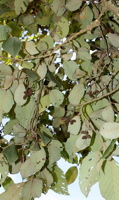 Aliso (Alnus acuminata)