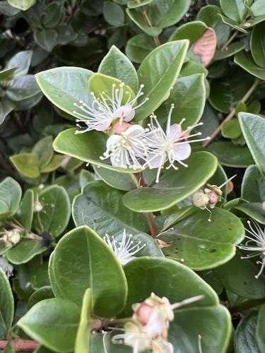 Arrayán blanco (Myrcianthes leucoxyla)
