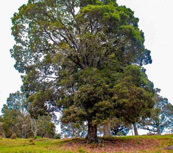 Roble (Quercus humboldtii)